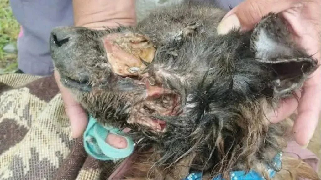 Perrito con gusanos rescatado en Rosario de Lerma tras grave caso de ...